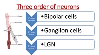optic pathway and its lesions (2).pptx