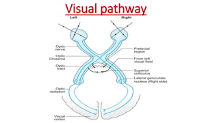 optic pathway and its lesions (2).pptx