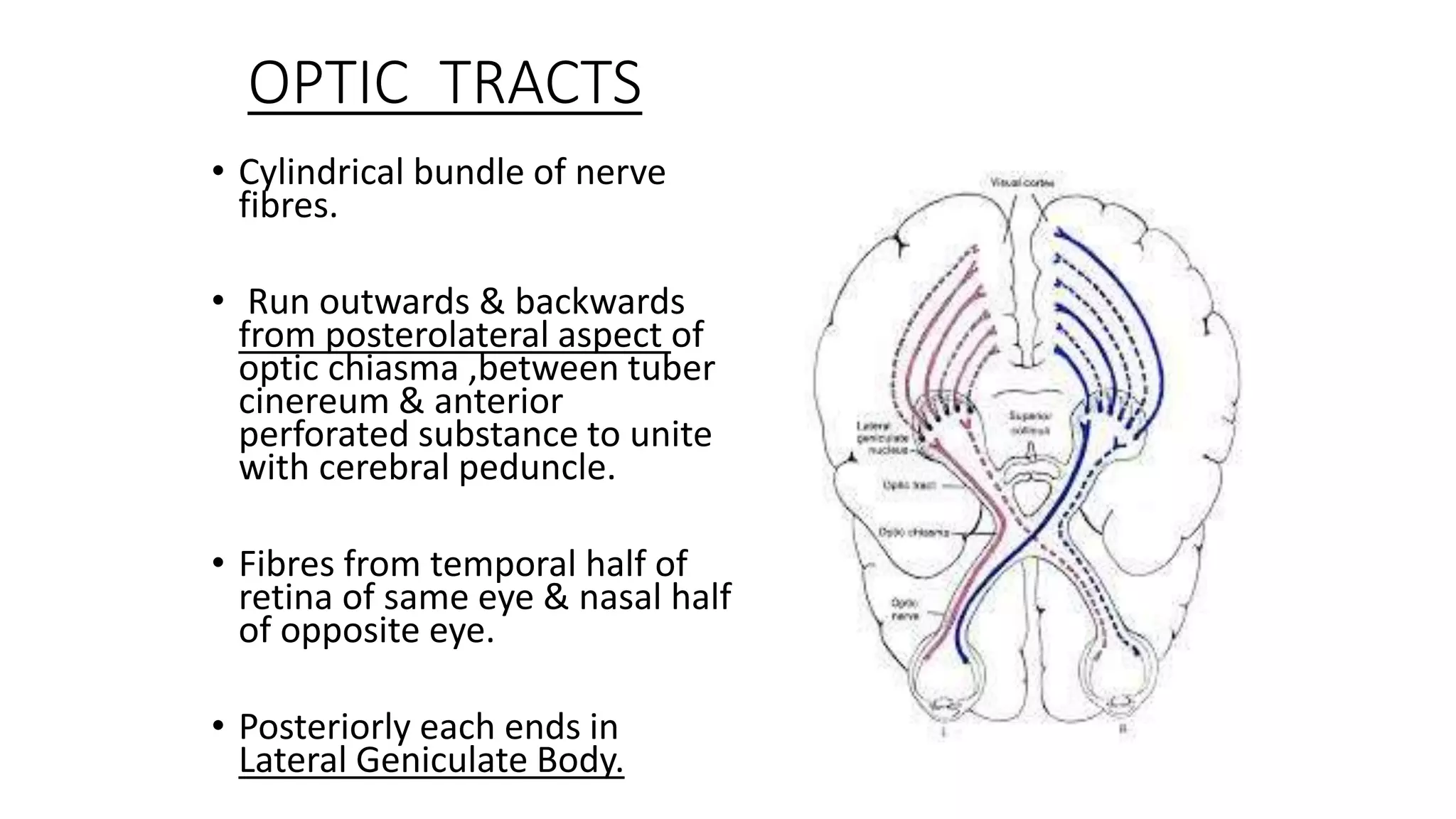 Optic pathway and lesions | PPTX