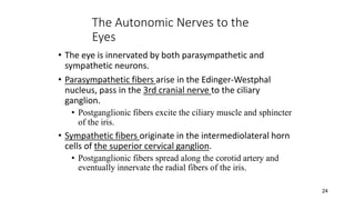 Optic pathway and lesions | PPTX