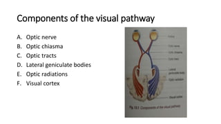Optic pathway and lesions | PPTX