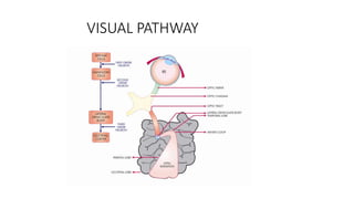 Optic pathway and lesions | PPTX