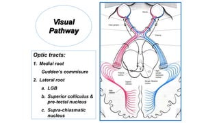 Optic pathway and lesions | PPT