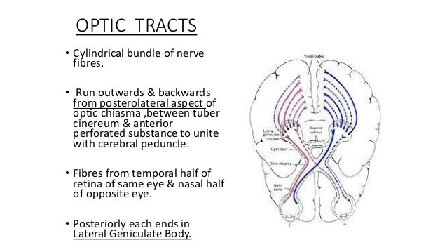 Optic pathway and lesions