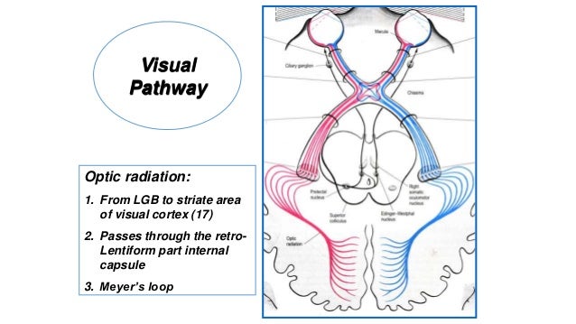 Optic pathway and lesions