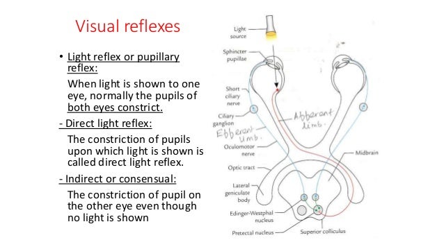 Optic pathway and lesions