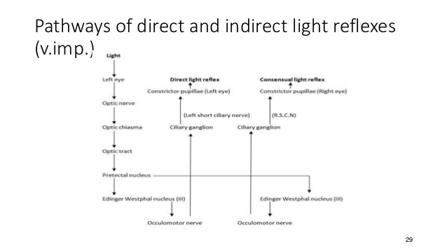 Optic pathway and lesions