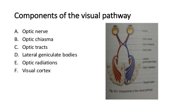 Optic pathway and lesions
