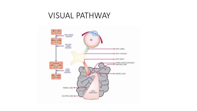 Optic pathway and lesions