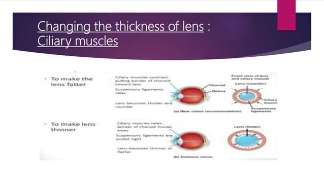 Optics of eye | PPTX