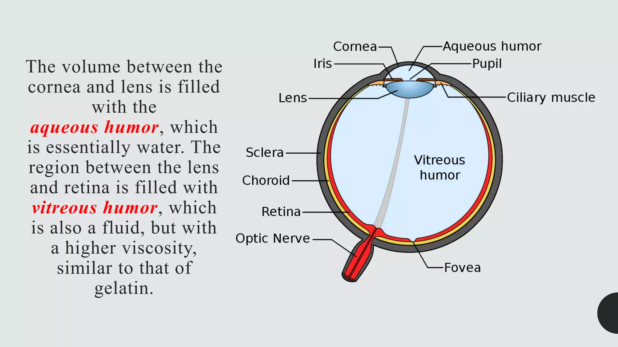 OPTICS OF HUMAN EYE part two.pptx
