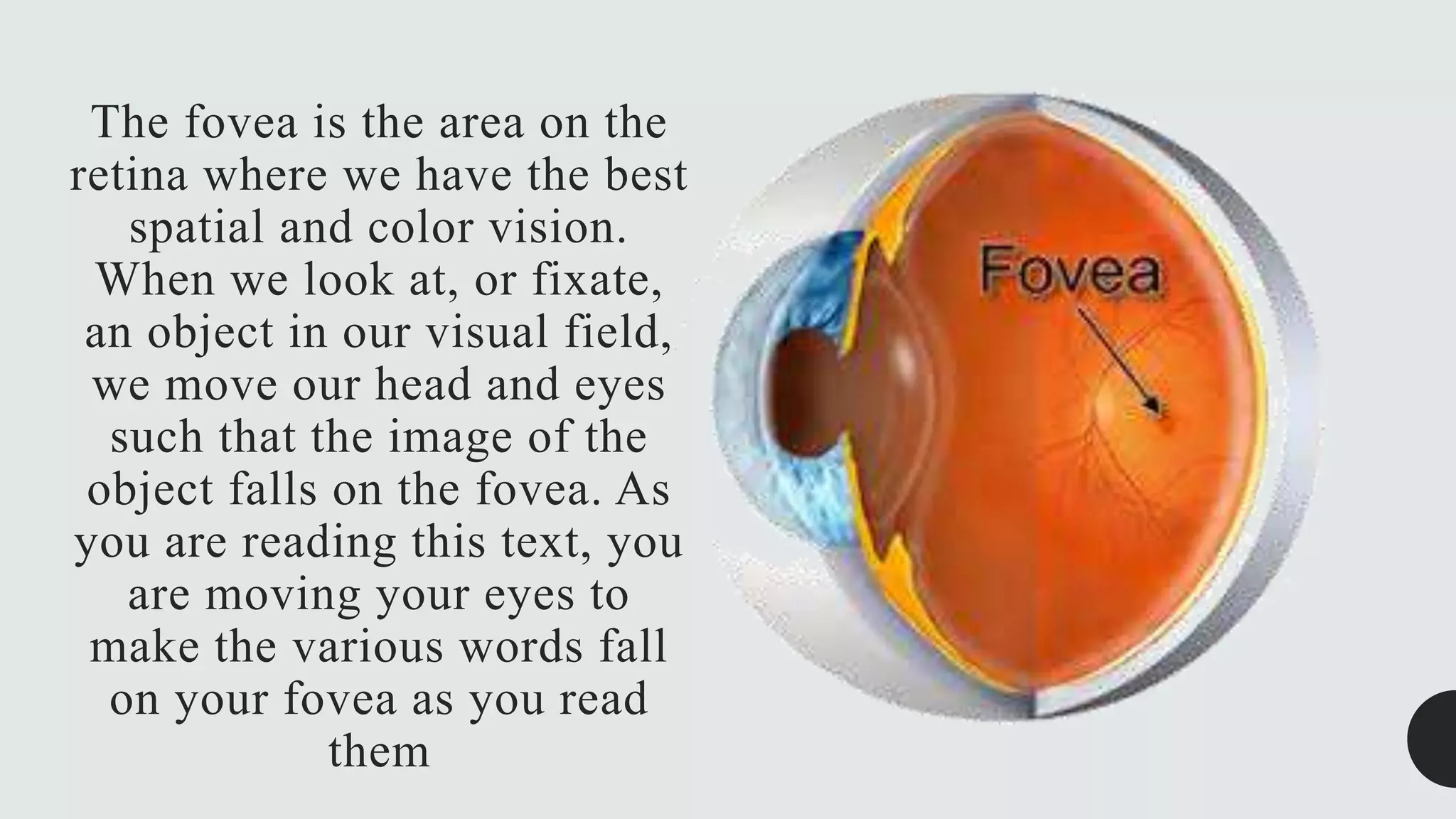 OPTICS OF HUMAN EYE part two.pptx