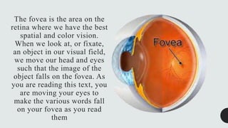 OPTICS OF HUMAN EYE part two.pptx