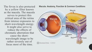 OPTICS OF HUMAN EYE part two.pptx