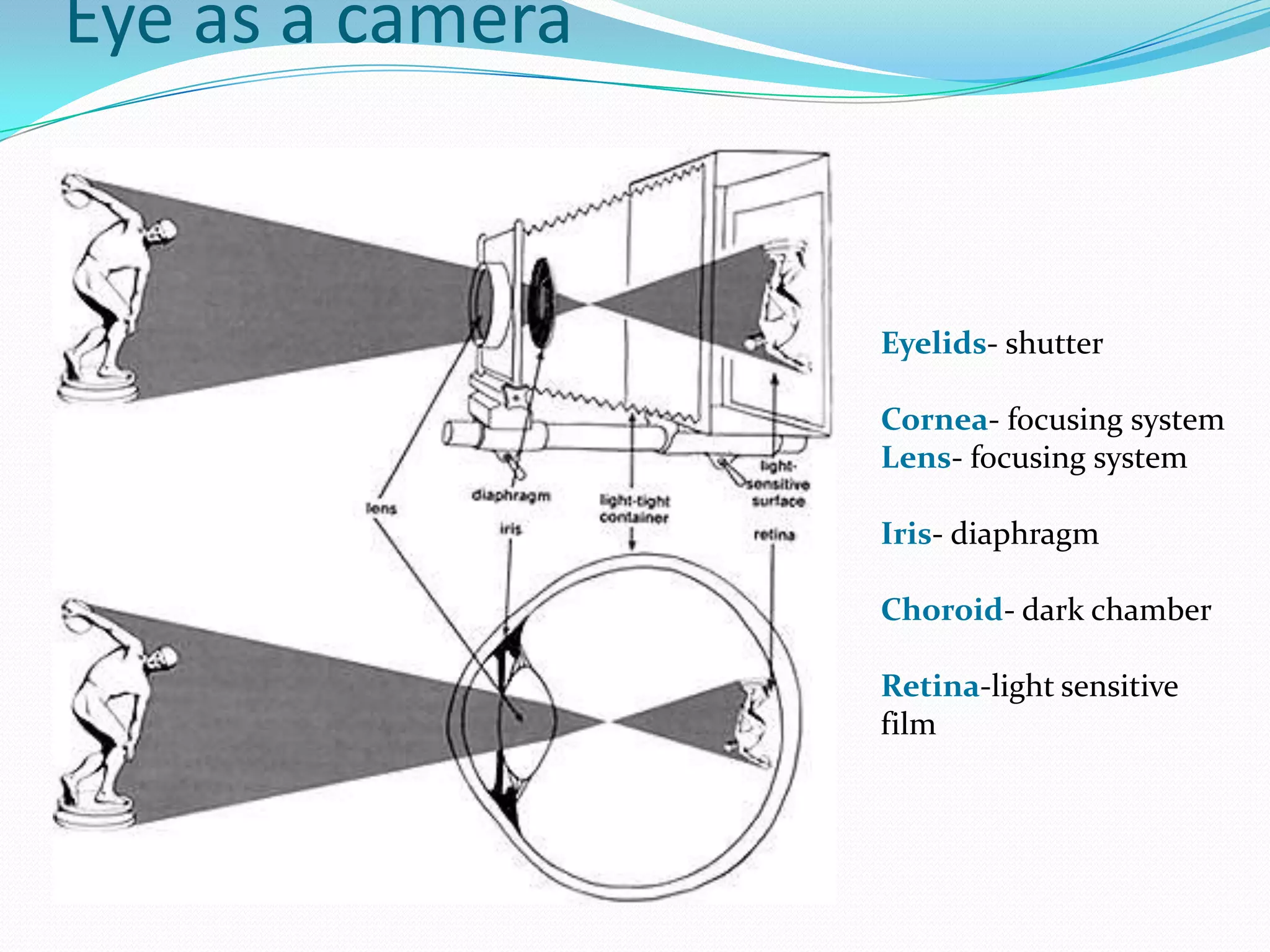 Optics of human eye & refractive errors | PPTX