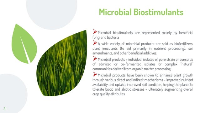 Presentation about Plant growth Stimulan | PPTX