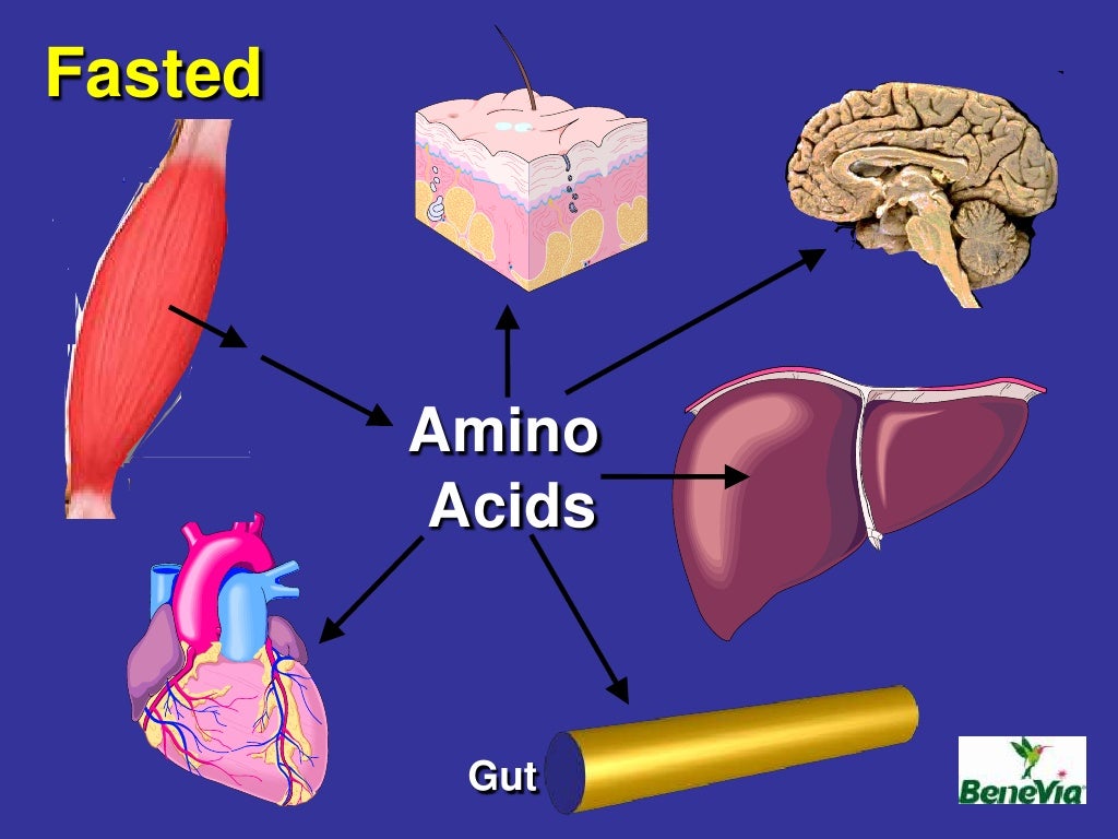 Optimal Protein Intake & The Recommended Daily Allowance (RDA)