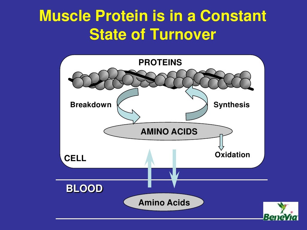 Optimal Protein Intake & The Recommended Daily Allowance (RDA)