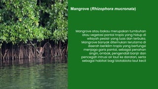 Optimalisasi Pemanfaatan Daun Mangroves Menjadi Hand Sanitizer.pptx