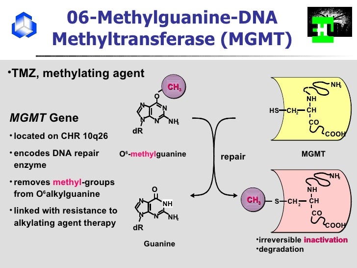 Optimizing Chemotherapy For Malignant Glioma
