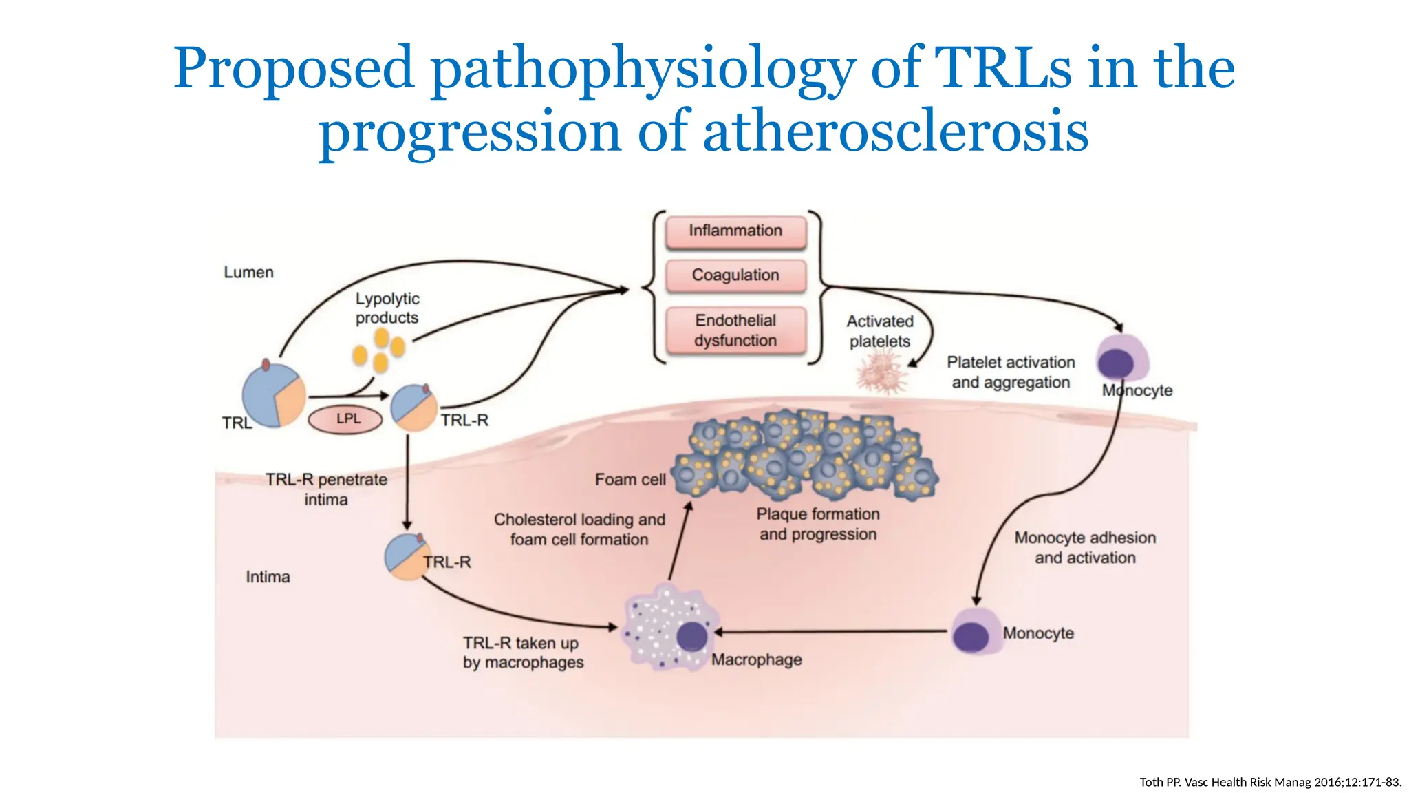 Optimizing CVD Risk Reduction Beyond LDL-C; Role of Non-HDL Cholesterol ...