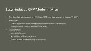 Optimizing image guided laser-induced choroidal neovascularization in ...