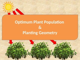 optimum planting geometry and population | PPTX
