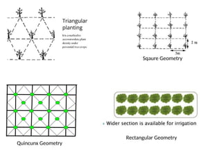 optimum planting geometry and population | PPT