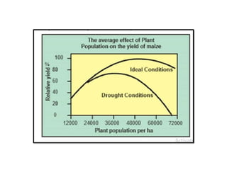optimum planting geometry and population | PPTX