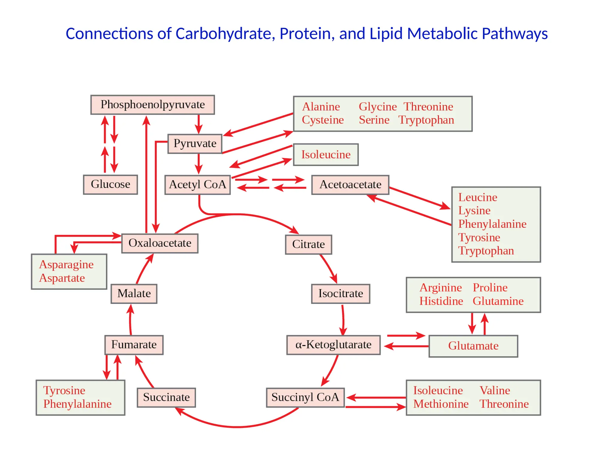IB Chemistry Option B 1 Introduction.pptx