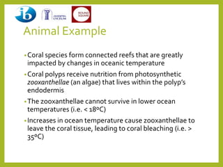 Option c1 species and communities | PPT