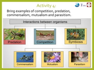Option c1 species and communities | PPT