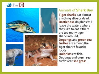 Option c1 species and communities | PPT