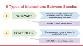 Option C Ecology and Conservation | PPTX