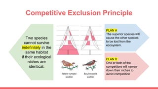 Option C Ecology and Conservation | PPTX