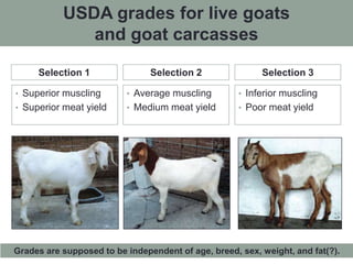 Options for fattening goats | PPTX