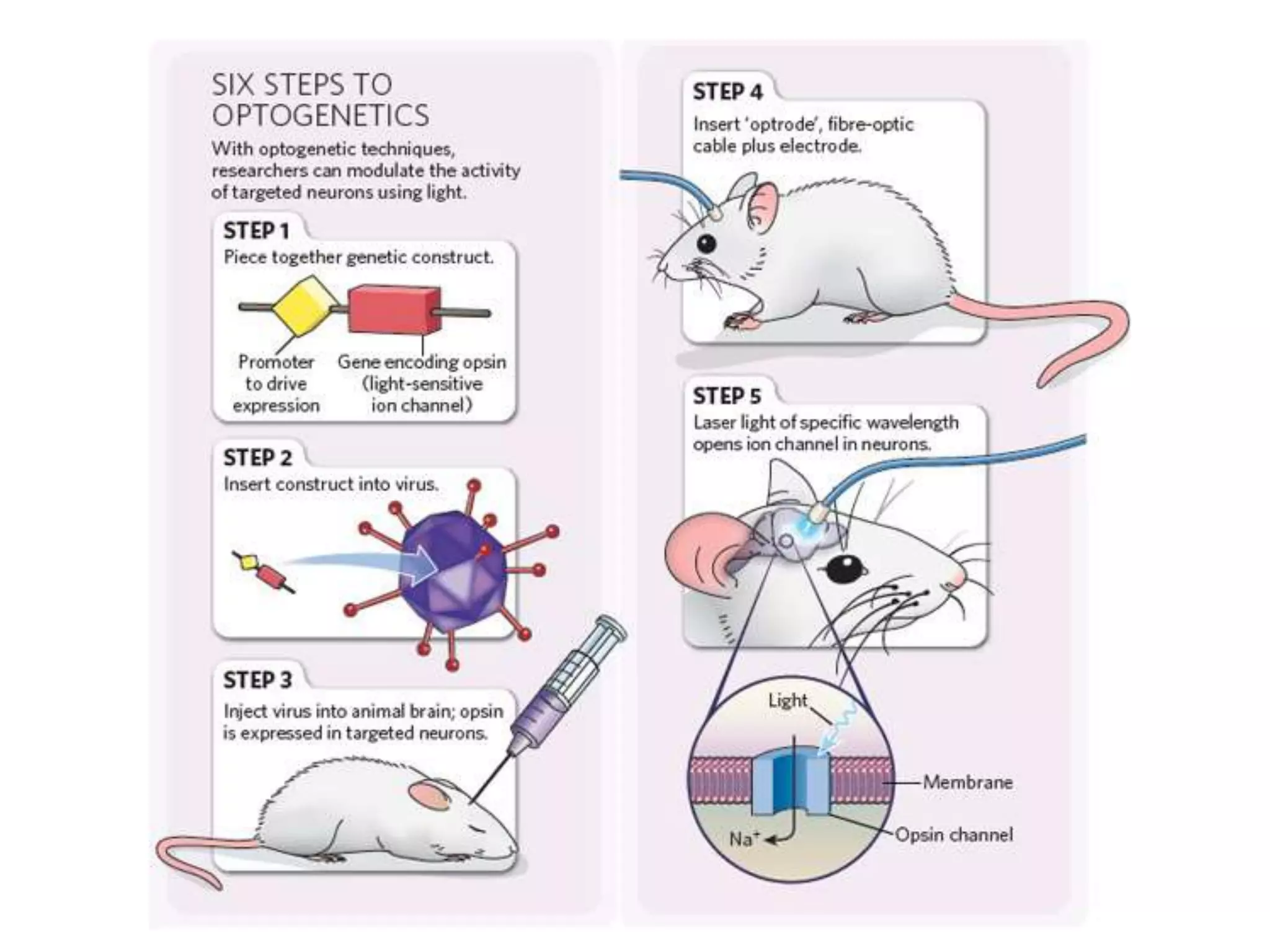 OPTOGENETICS | PPTX