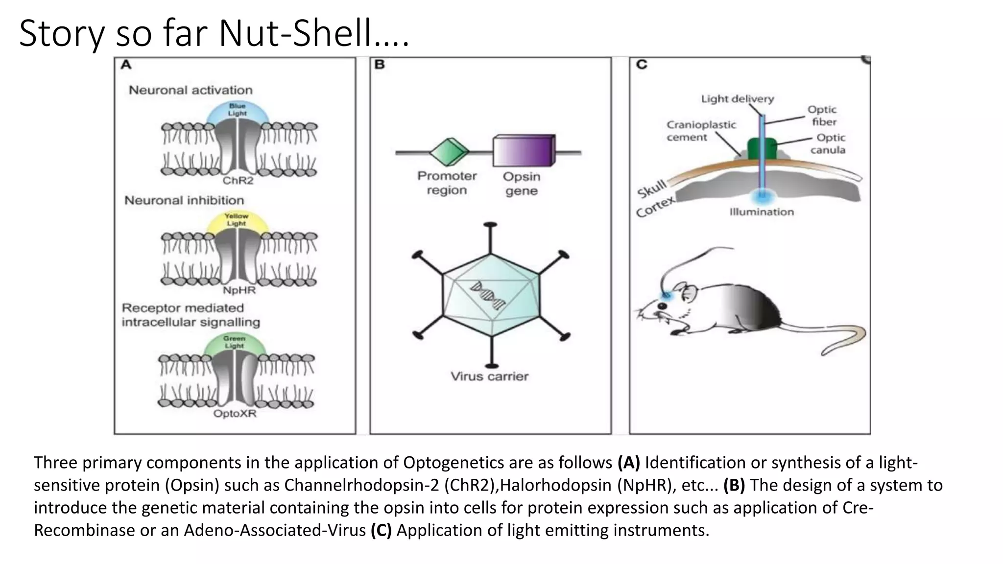 Optogenetics | PPTX