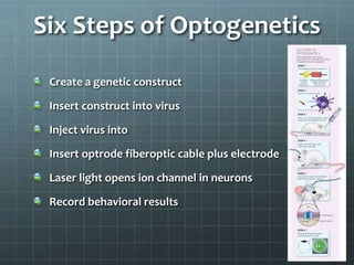 Optogenetics a light switch for brain | PPT