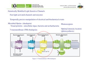 Optogenetics -Public presentation | PDF