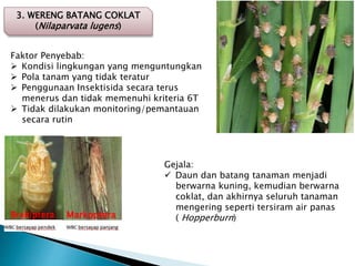 MATERI PENYULUHAN TENATNG ORGANISME PENGGANGGU TANAMAN PADI | PPTX