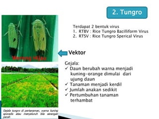 MATERI PENYULUHAN TENATNG ORGANISME PENGGANGGU TANAMAN PADI | PPTX