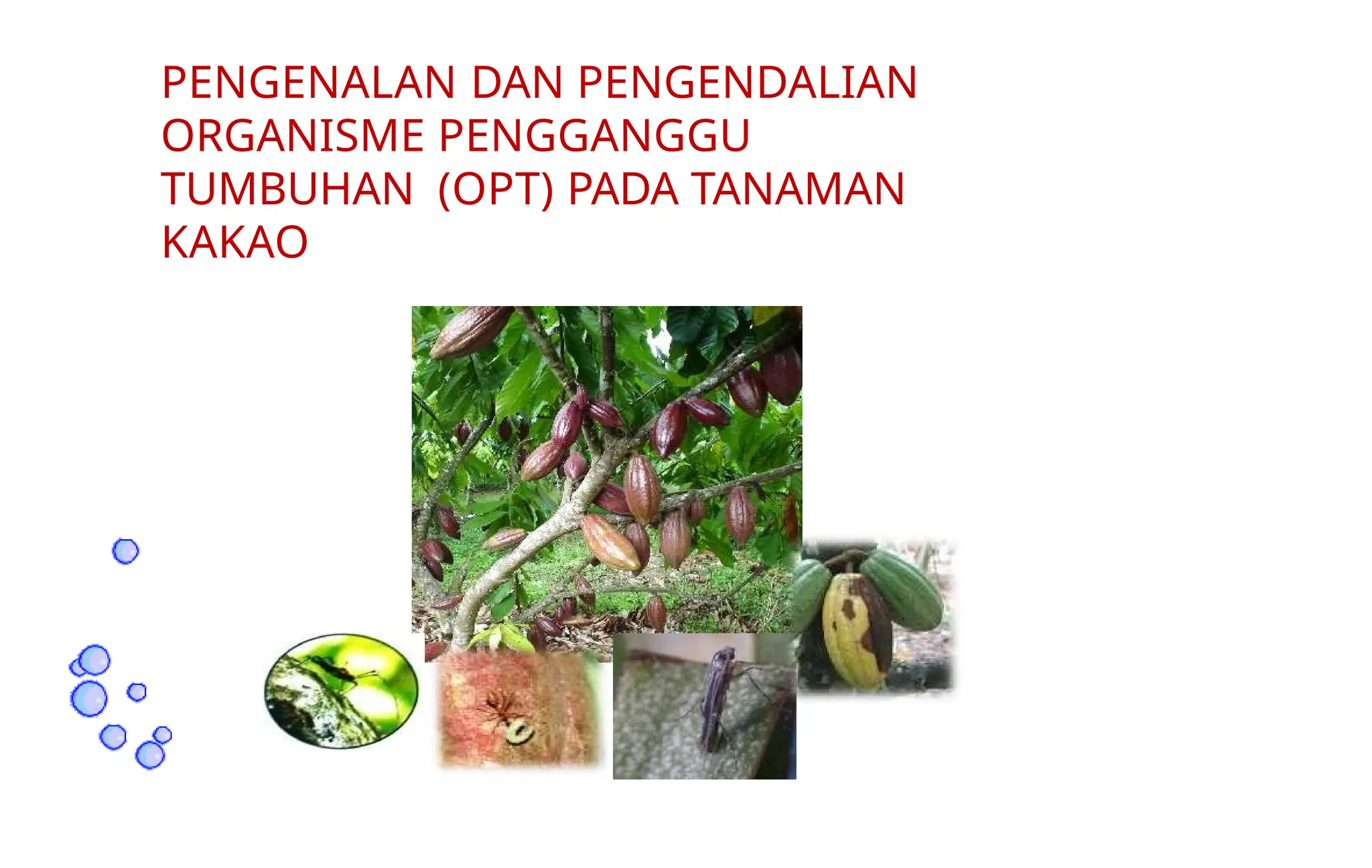 PENGENALAN OPT PERKEBUNAN BESERTA PENGENDALIANNYA.pptx