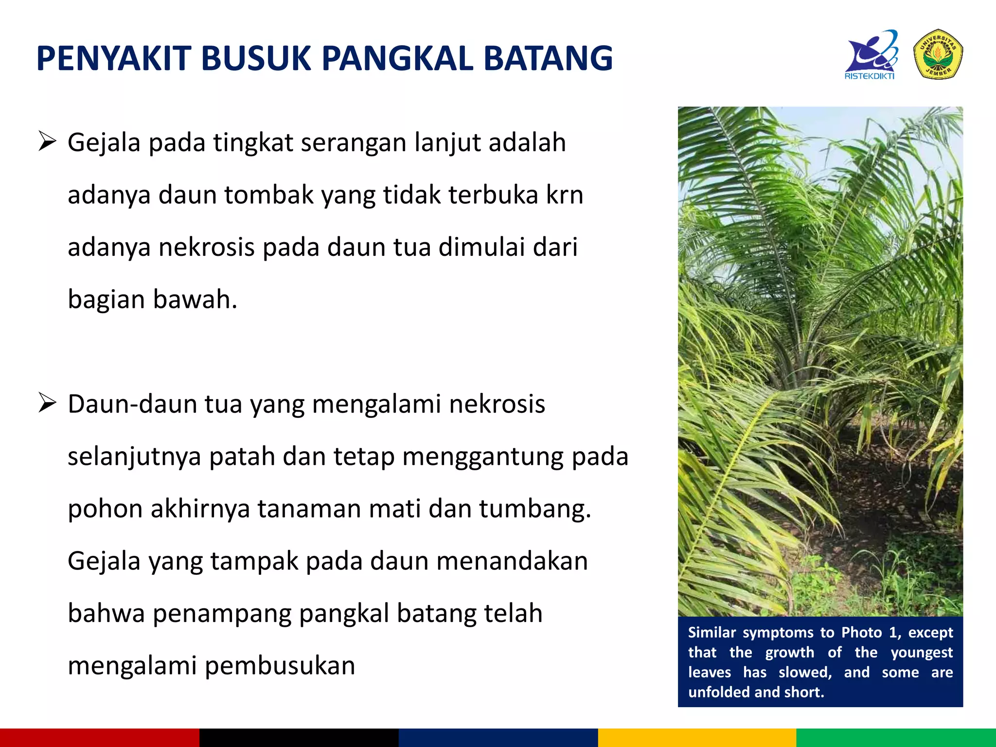 Penyakit Pada Tanaman Kelapa Sawit dan Teknik Pengendaliannya | PDF