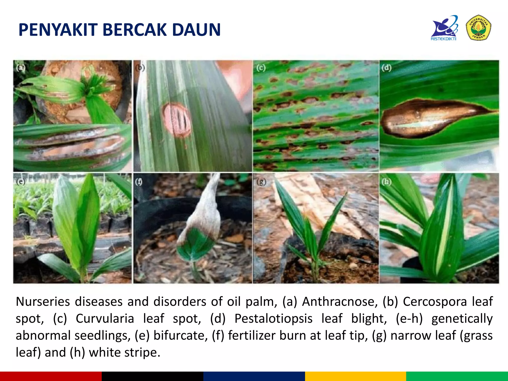 Penyakit Pada Tanaman Kelapa Sawit dan Teknik Pengendaliannya | PDF