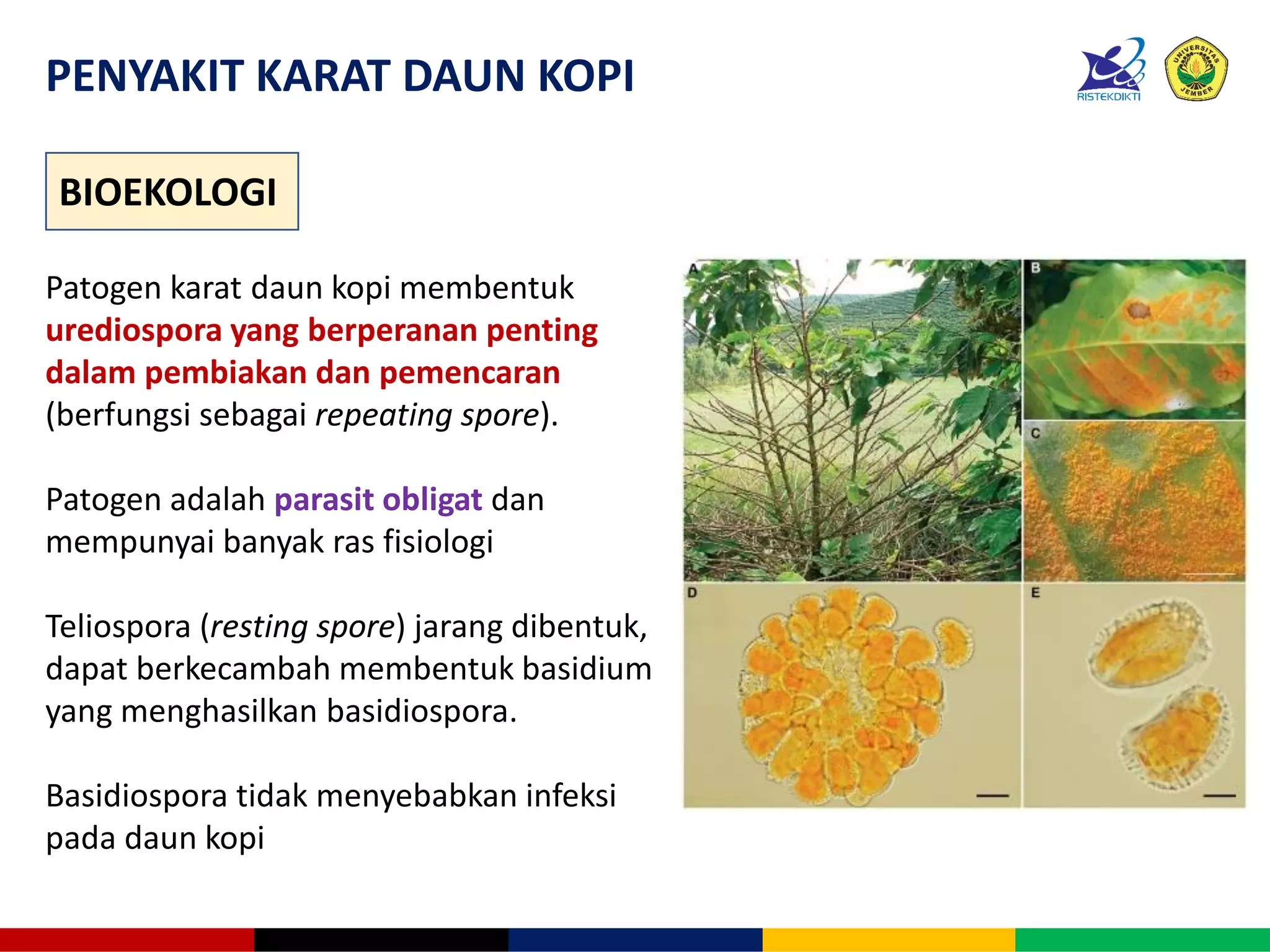 Penyakit Pada Tanaman Kopi dan Teknik Pengendaliannya | PDF