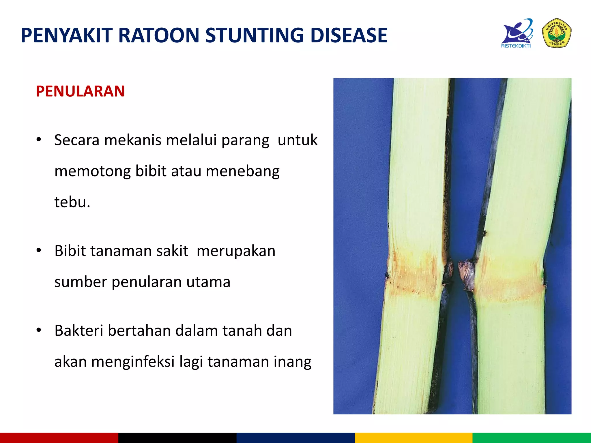 Penyakit Pada Tanaman Tebu dan Teknik Pengendaliannya | PDF