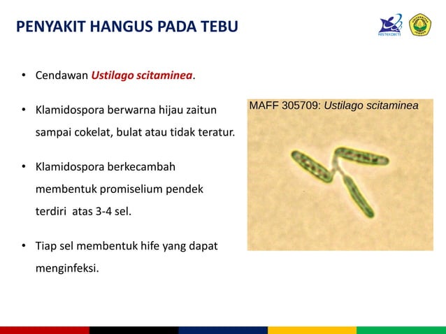 Penyakit Pada Tanaman Tebu dan Teknik Pengendaliannya | PDF