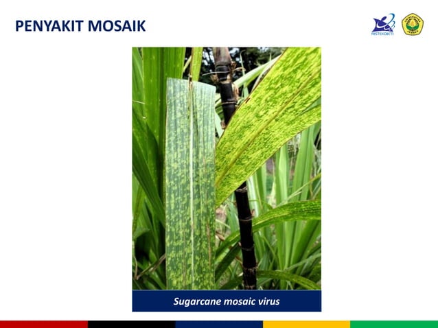 Penyakit Pada Tanaman Tebu dan Teknik Pengendaliannya | PDF