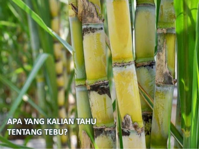 Penyakit Pada Tanaman Tebu dan Teknik Pengendaliannya